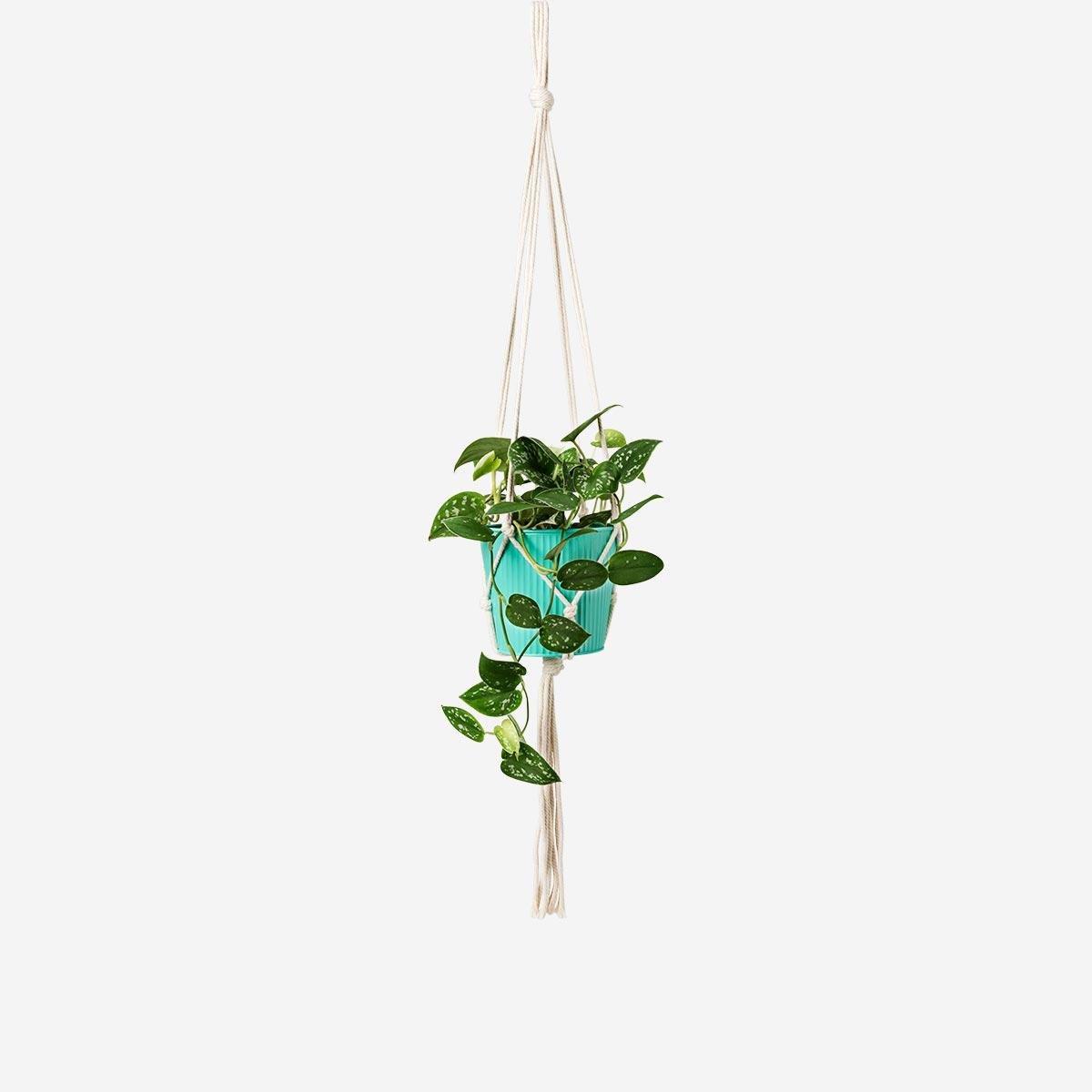 Green plant hanger | Flying Tiger Kuwait